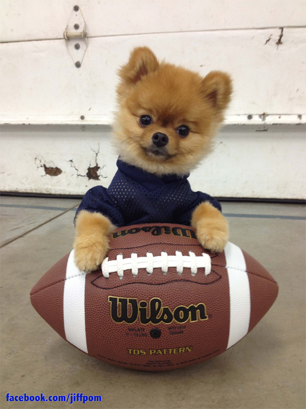 Jiff the Pom Visits L.A. LIVE | L.A. LIVE